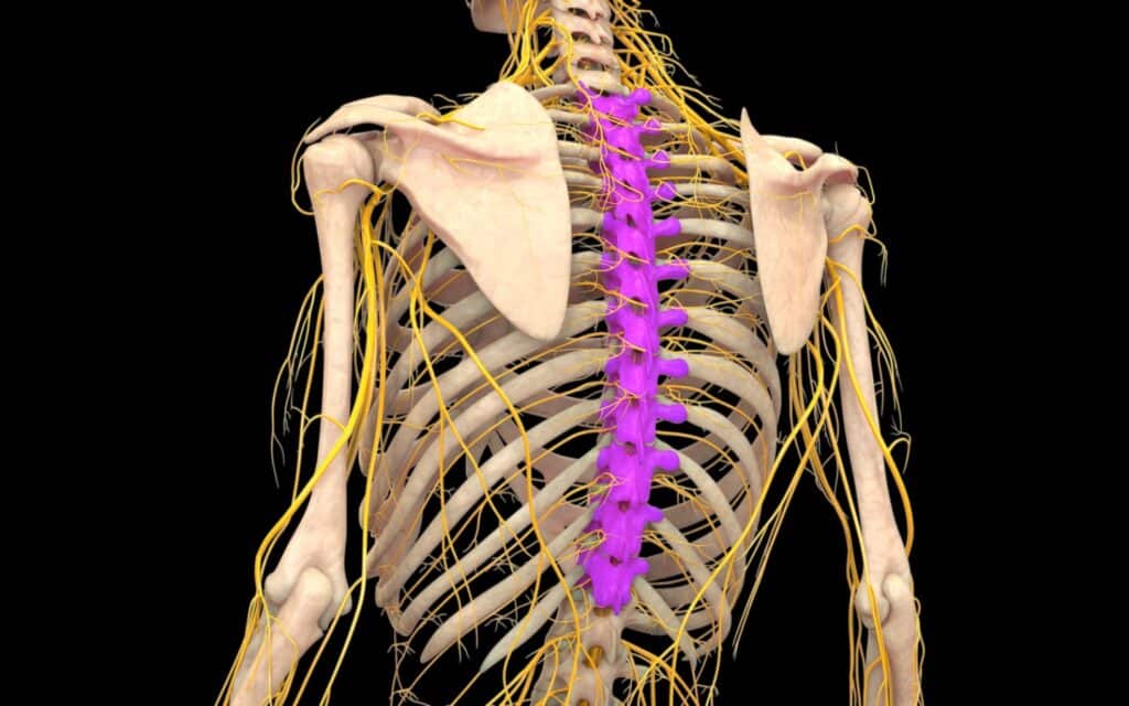 Anatomy Corner: Thoracic Spine – Centurion Physical Therapy