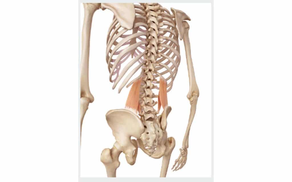Anatomy Corner: QL Muscle – Centurion Physical Therapy