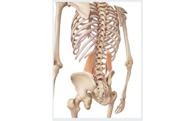Anatomy Corner: QL Muscle – Centurion Physical Therapy